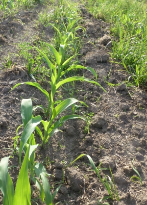 EGG-NEWS.com — Welcome